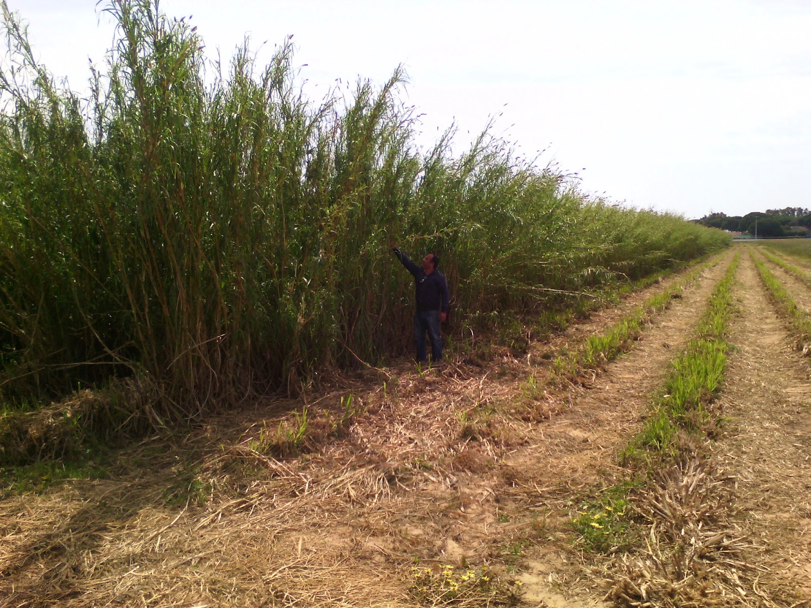 Maralfalfa & King Grass Portugal: abril 2015