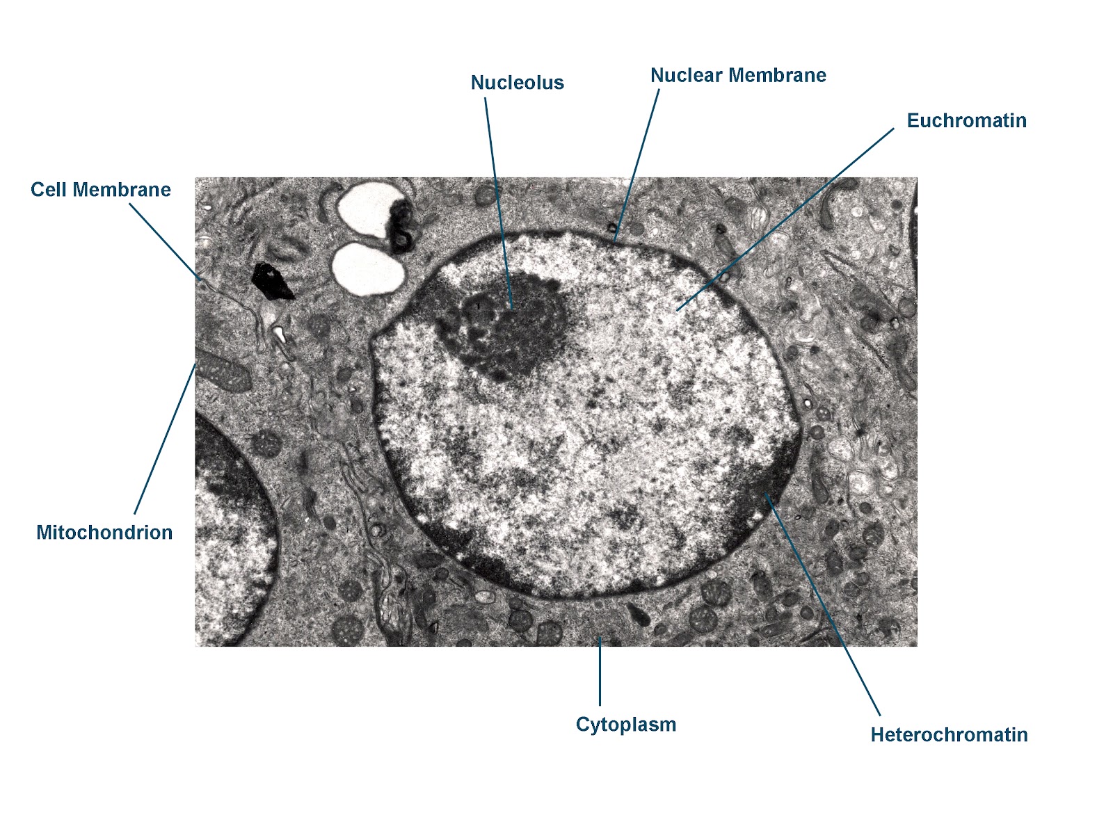 el moderno prometeo: Cell Anatomy