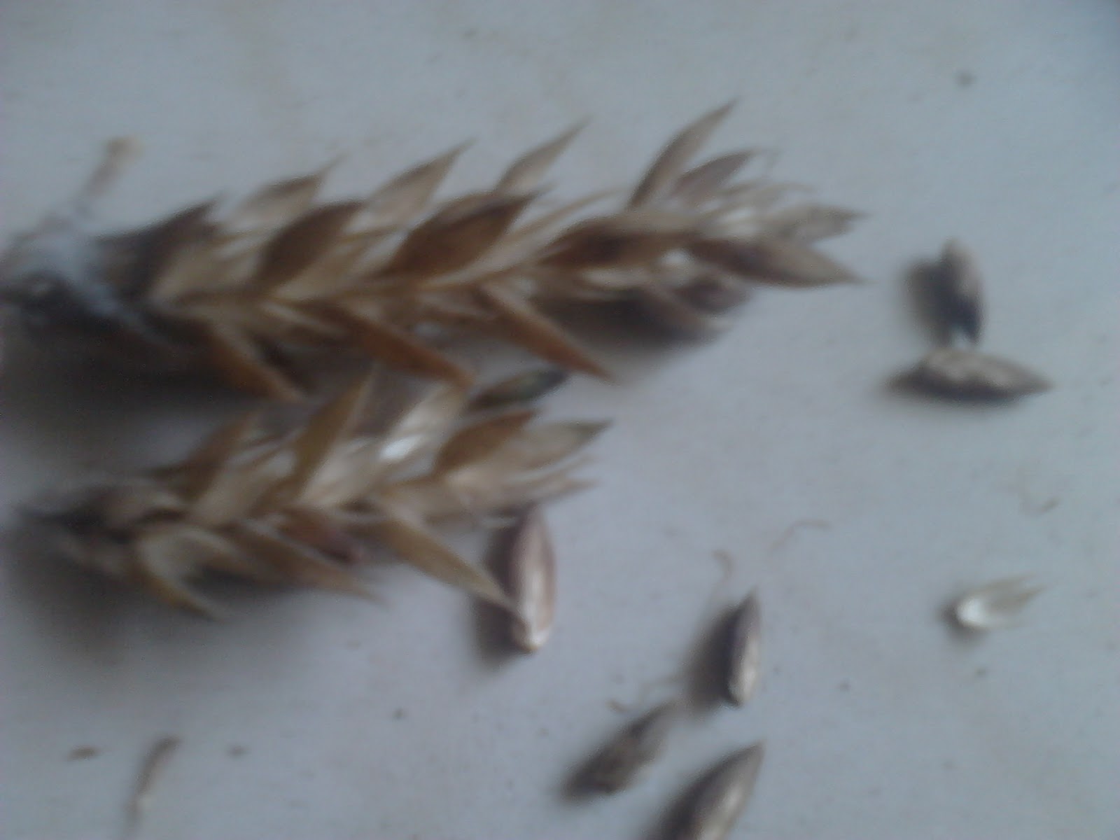 Garden Care Simplified: Close up of Crossandra Aboli Flower Seeds and Care