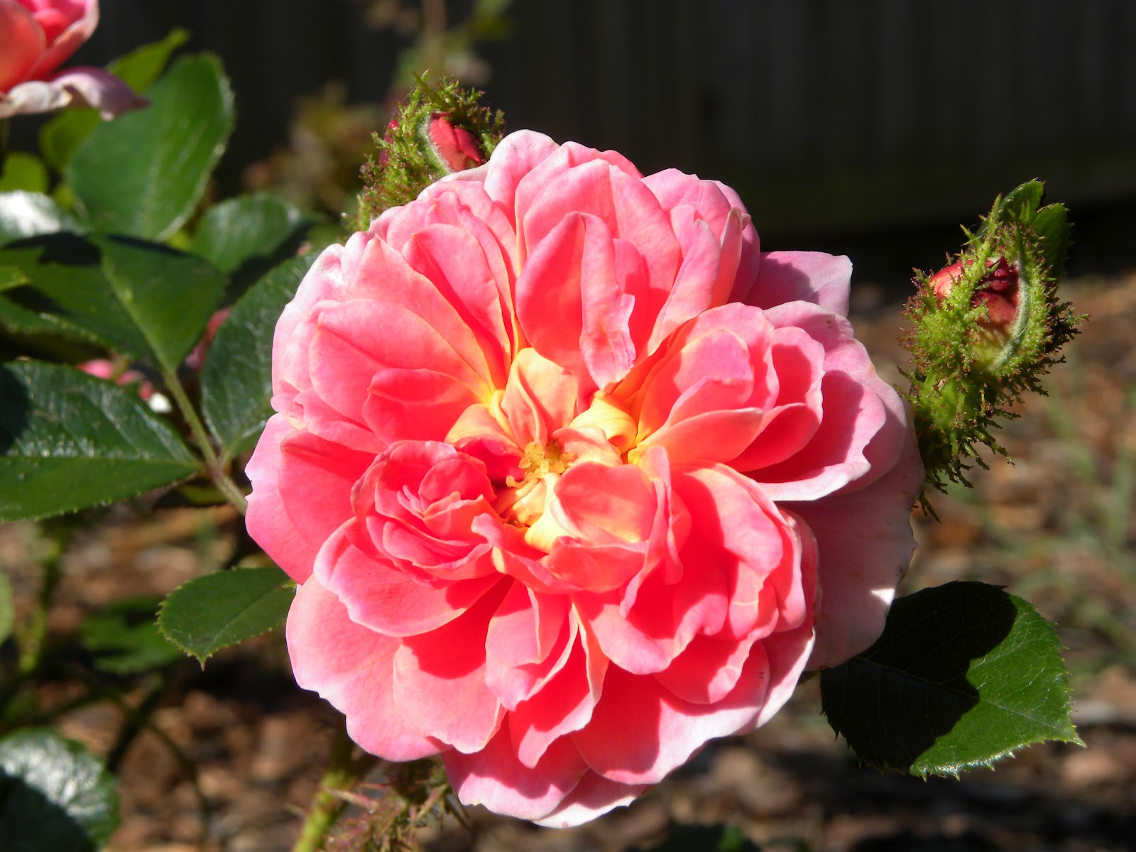Red Dirt Roses: Paul Barden Roses I Grow