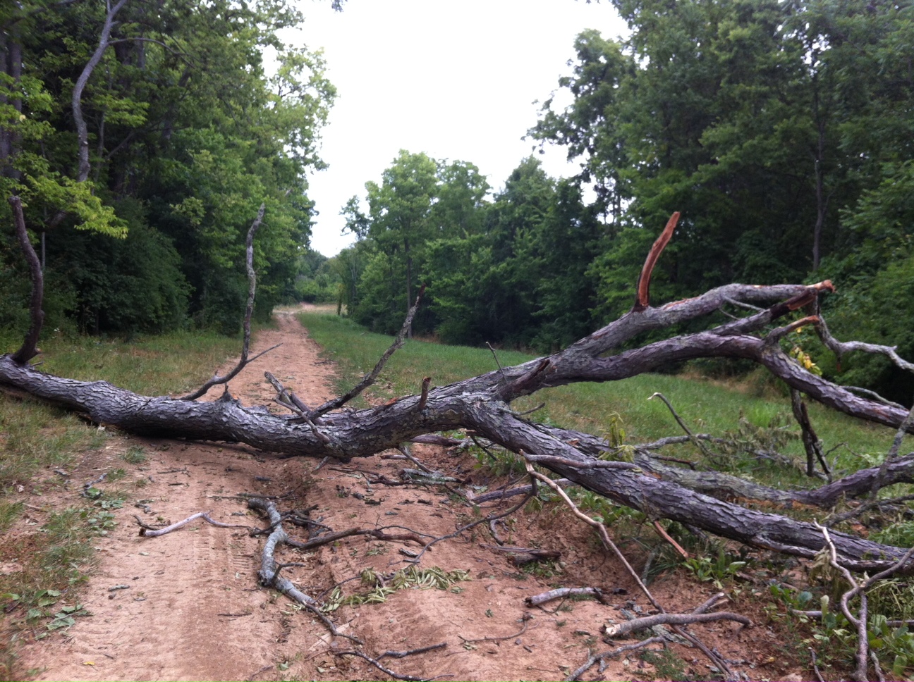 family//bike//words: Trail Storm Damage
