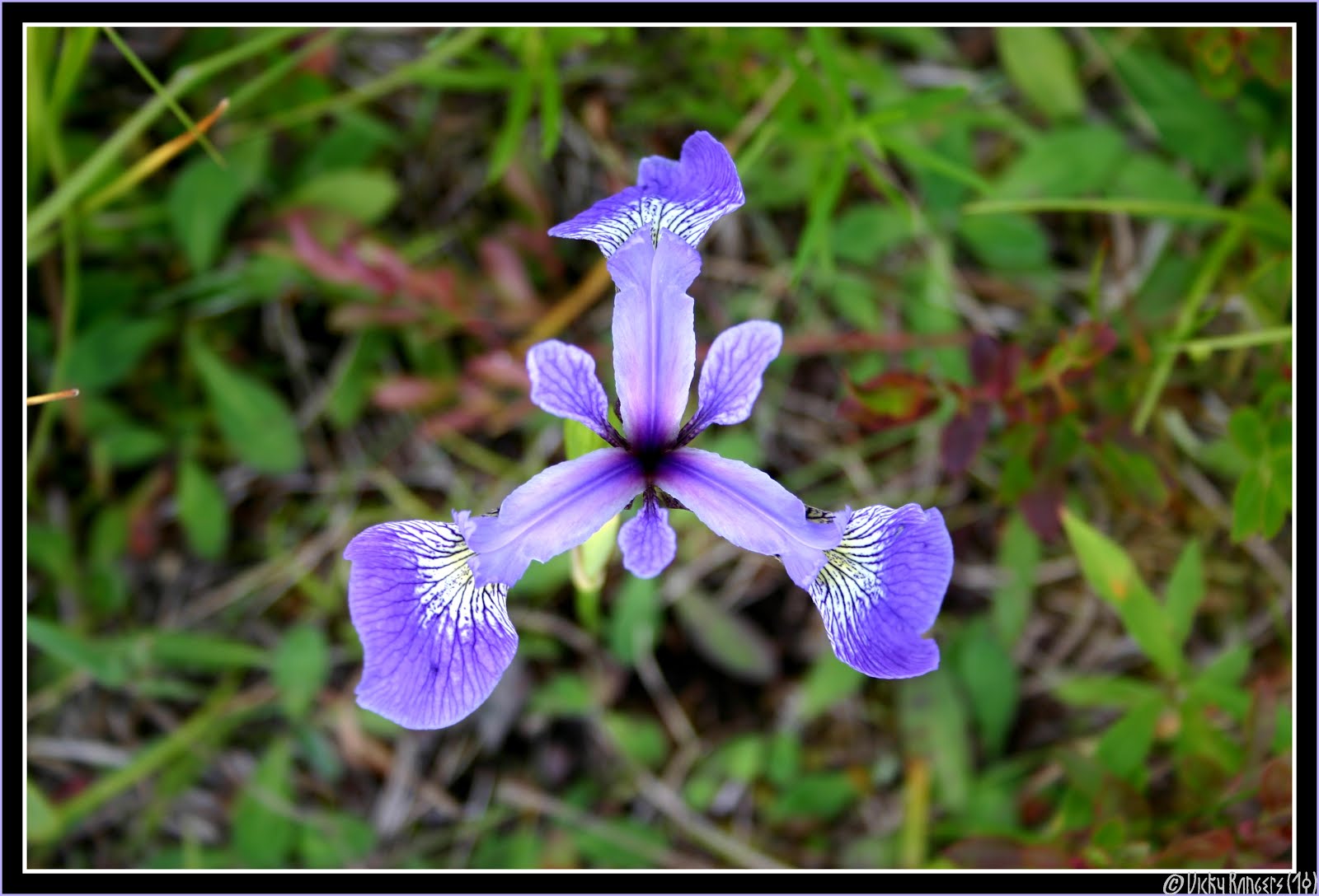 La faune et la flore du Québec en photos: Plantes sauvages