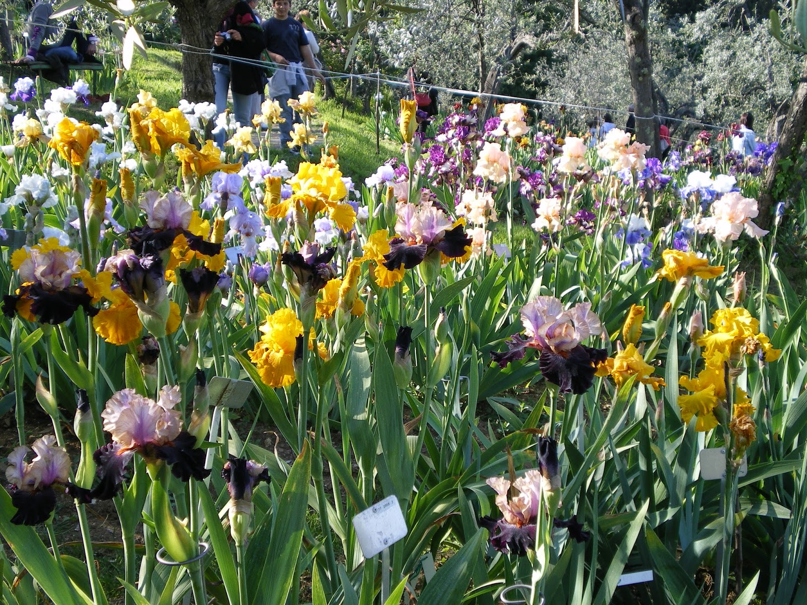 IN PRIMAVERA, IL GIARDINO DELL'IRIS DI FIRENZE E' UNA TAPPA DA NON PERDERSI