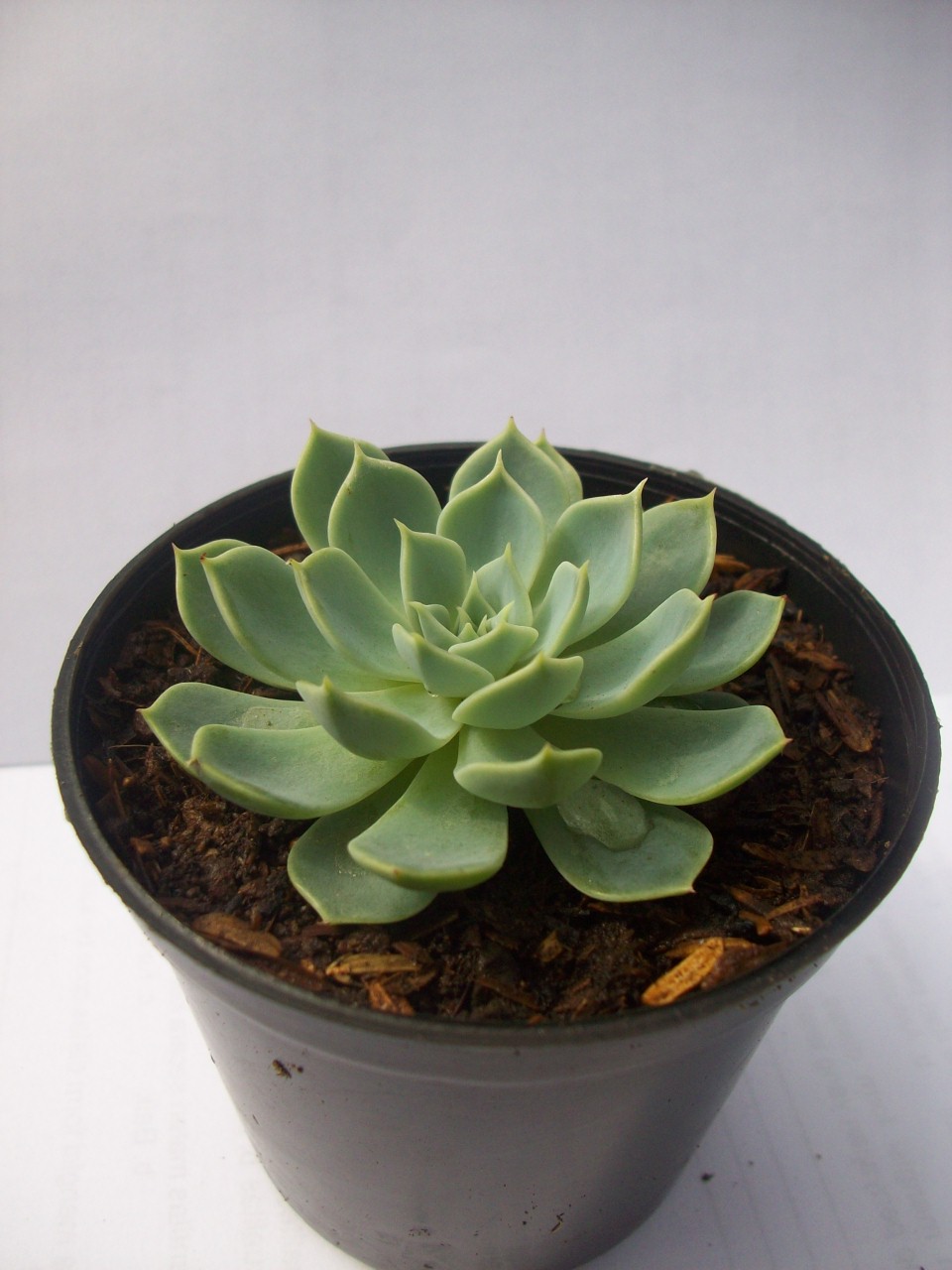 souvenir hijau: Jenis-Jenis kaktus dan sukulen