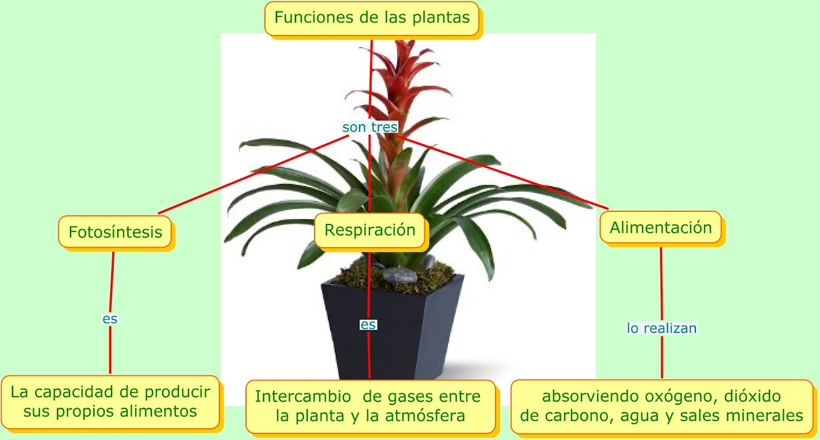 EL MUNDO DE LAS PLANTAS: FUNCIONES DA LAS PLANTAS