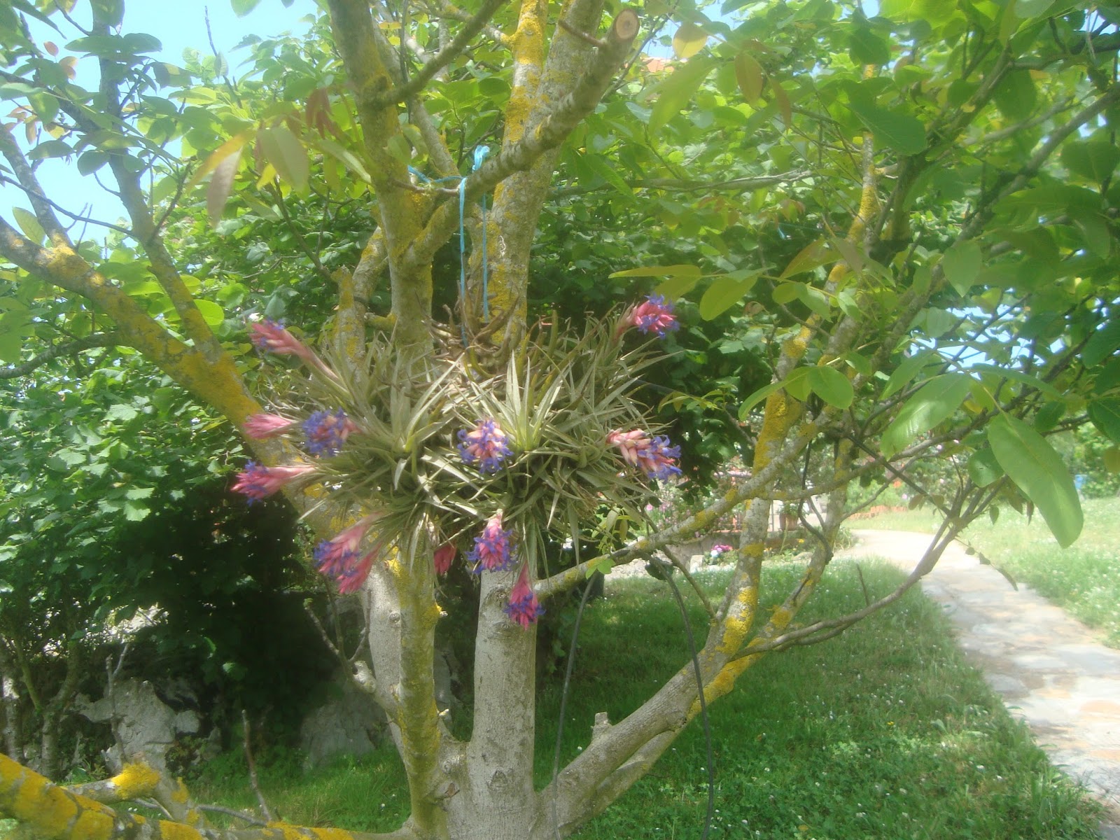 LAS TILLANDSIAS-Aeranthos Clavel de Aire - El Jardín de Elbe