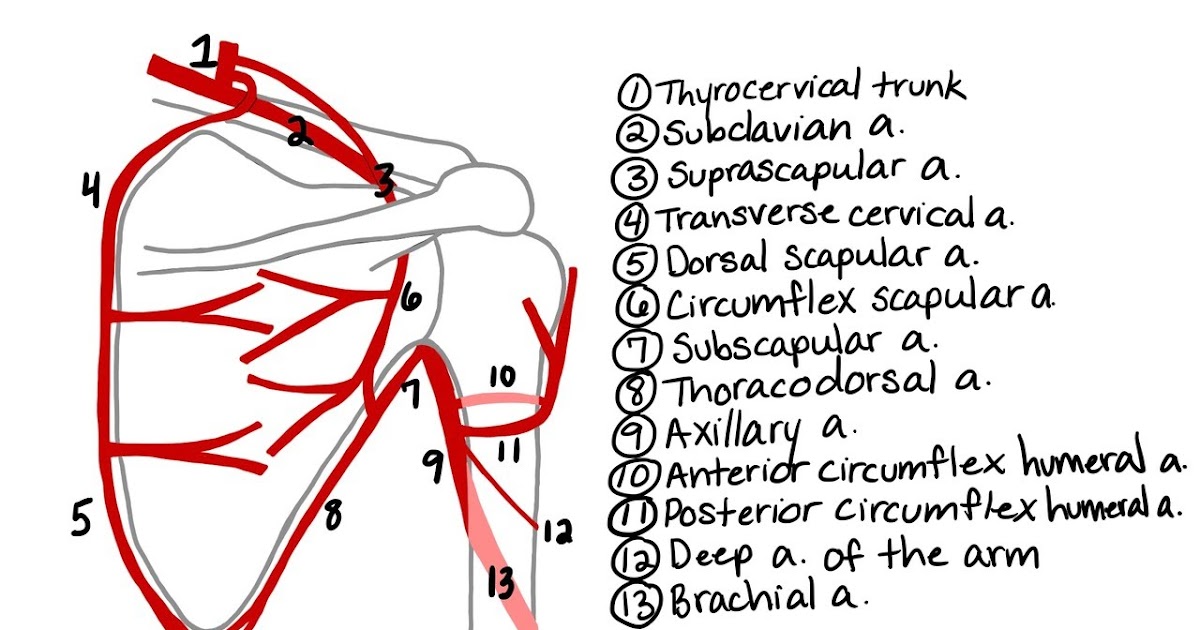 Scapular Region