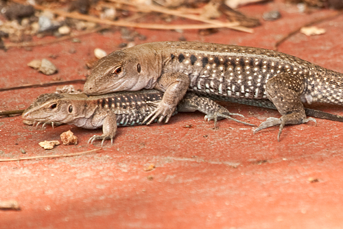 The Ohio Nature Blog: Fast Action on the Tennis Court