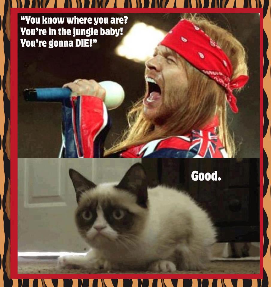 True Book Addict...Books, Cats, and More: Cat Thursday--Grumpy returns