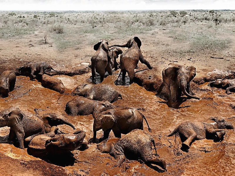 spagosmail: Negdje daleko: Iz svijeta slonova