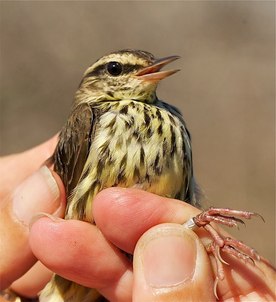 Bird Banding: Learning From Birds In-hand: Color Banding Painted Buntings