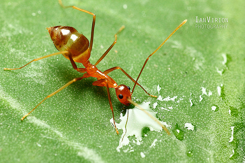 J - Surau Nurul Yaqin: Belajarlah Daripada Semut...