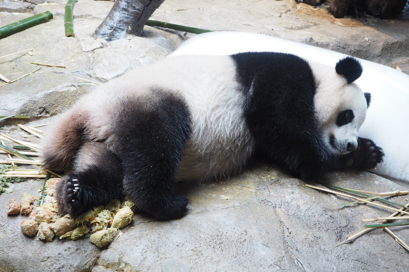 Kee Hua Chee Live!: AMBER CHIA BRINGS HER PARENTS CHIA HUN POY AND CHUA ...