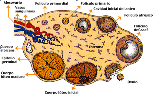 APARATOS REPRODUCTORES EN VERTEBRADOS: agosto 2014