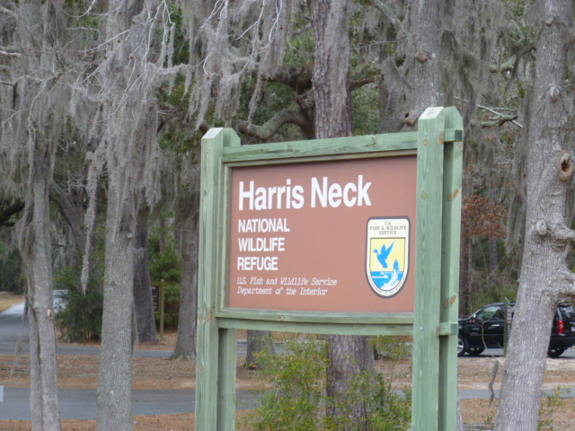 A View from the road: Abandoned Harris Neck Army Airfield