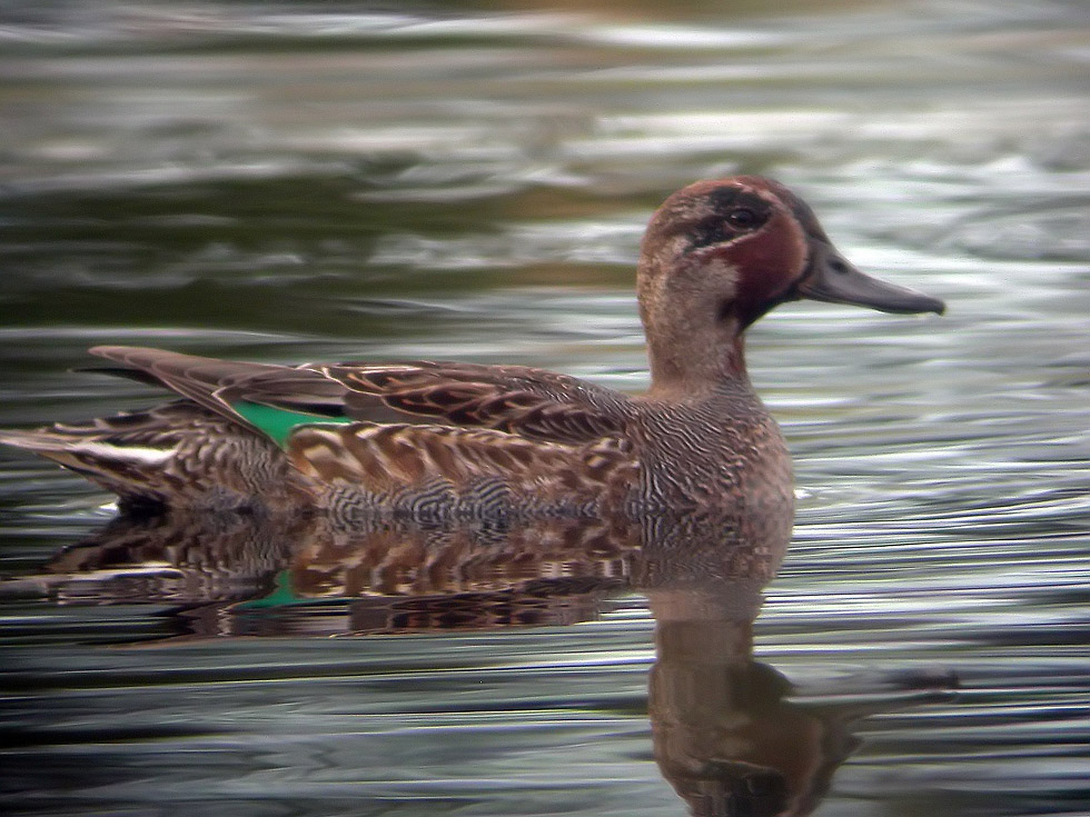 Aves de Marbella: Cerceta común en Marbella.