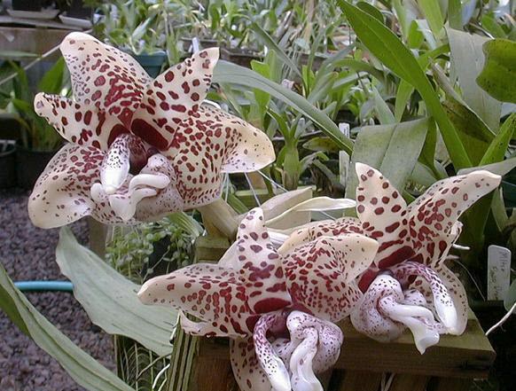 Best Flower's Care: STANHOPEA