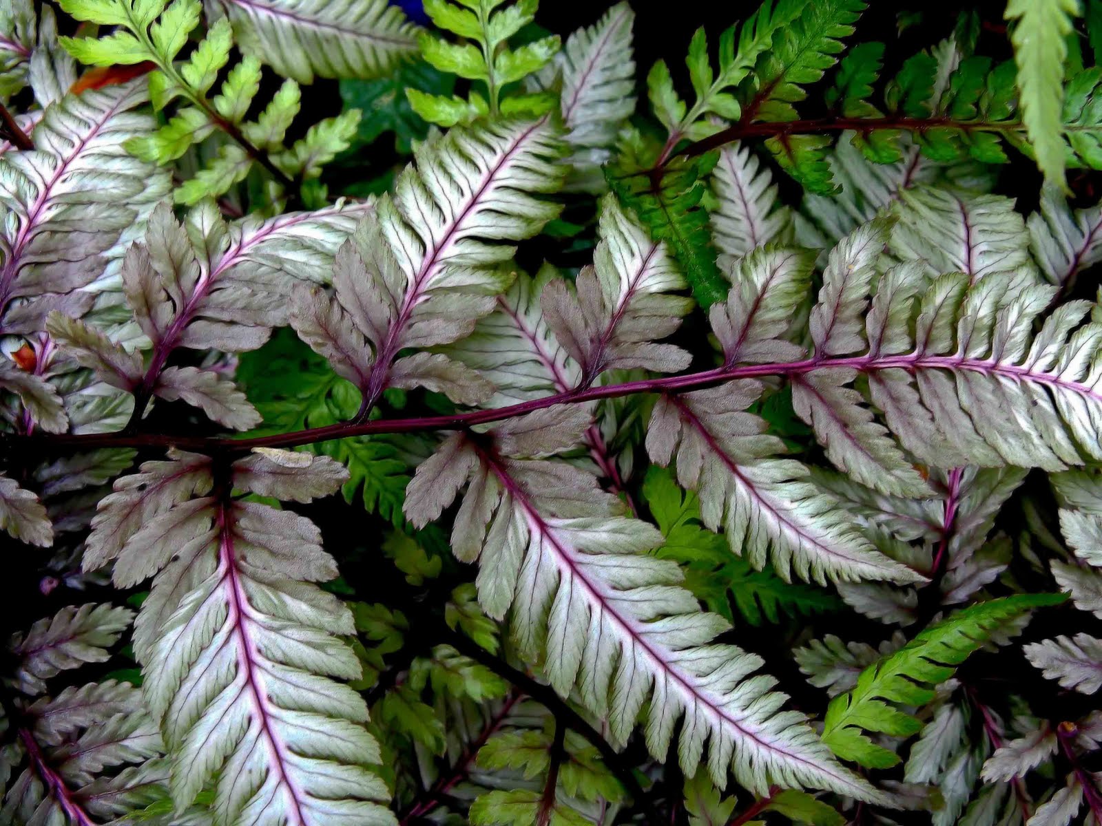 Photos by Stan: Backyard Ferns [Sunday Stills]