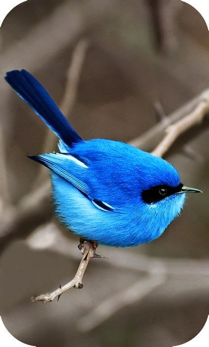 Pretty birds ~ Stunning nature