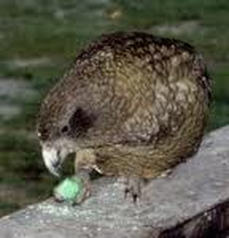Kea bird eating 1080