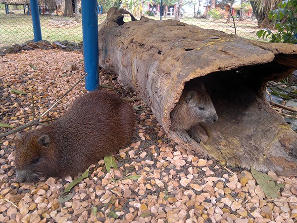 Cuba ...a special island: Cuban Hutia (tree rat) are hunted for food
