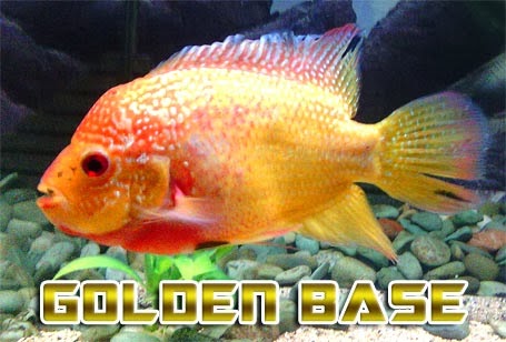 Golden Base Flowerhorn Fish | Louhan Specialist