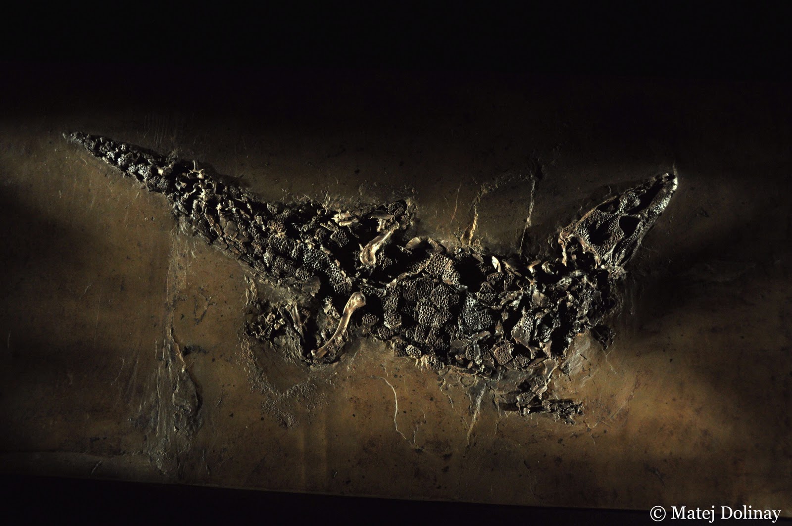 Evolutionary Vertebrate Zoology: January 2012