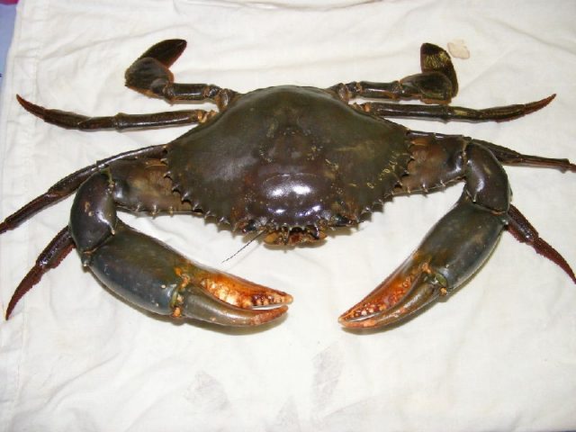 Fantastic Sea: Jenis Jenis Kepiting yang Ada Didasar Laut Maupun Ditepi ...