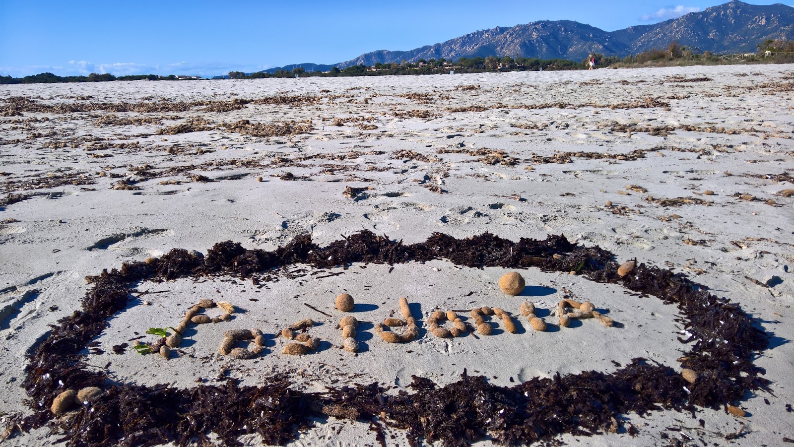 TravelMarx: Binomen Art – Posidonia oceanica