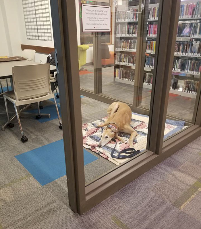 Nobody Showed Up To Read For This Old Library Dog