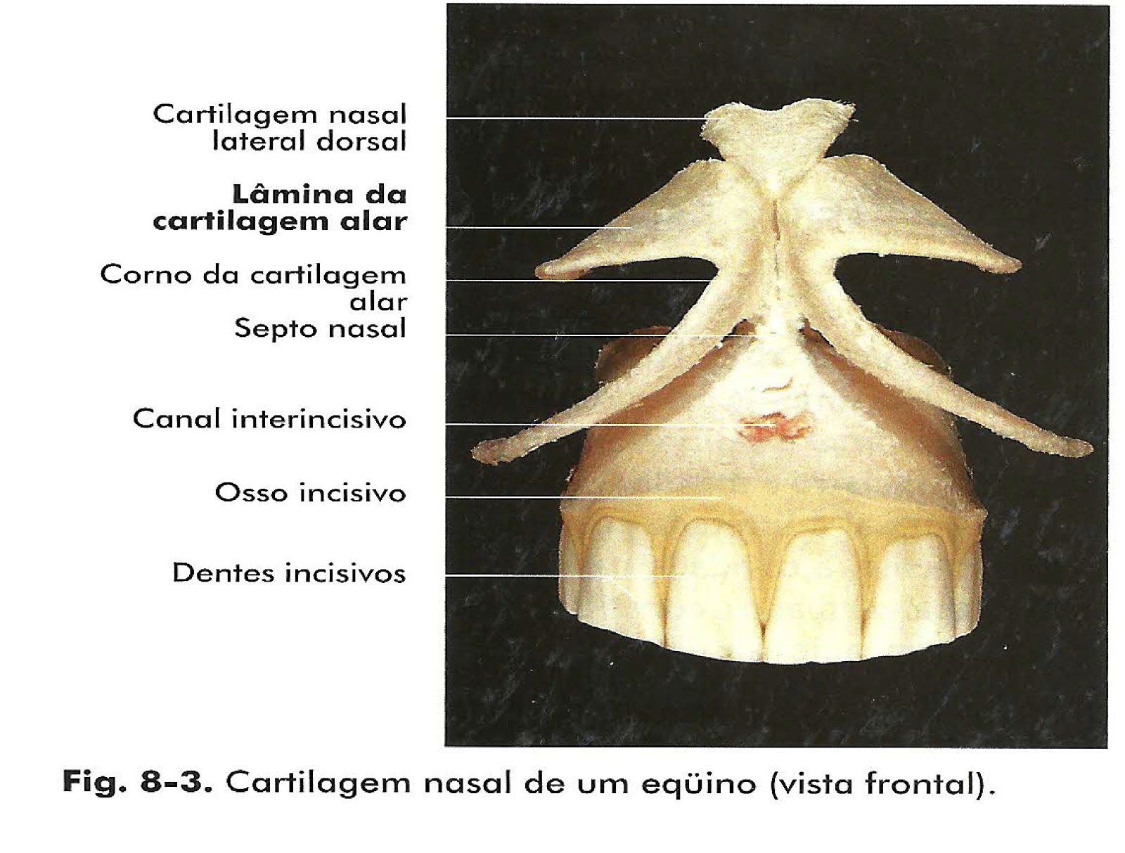 Rosivaldo Delfino: SISTEMA RESPIRATÓRIO