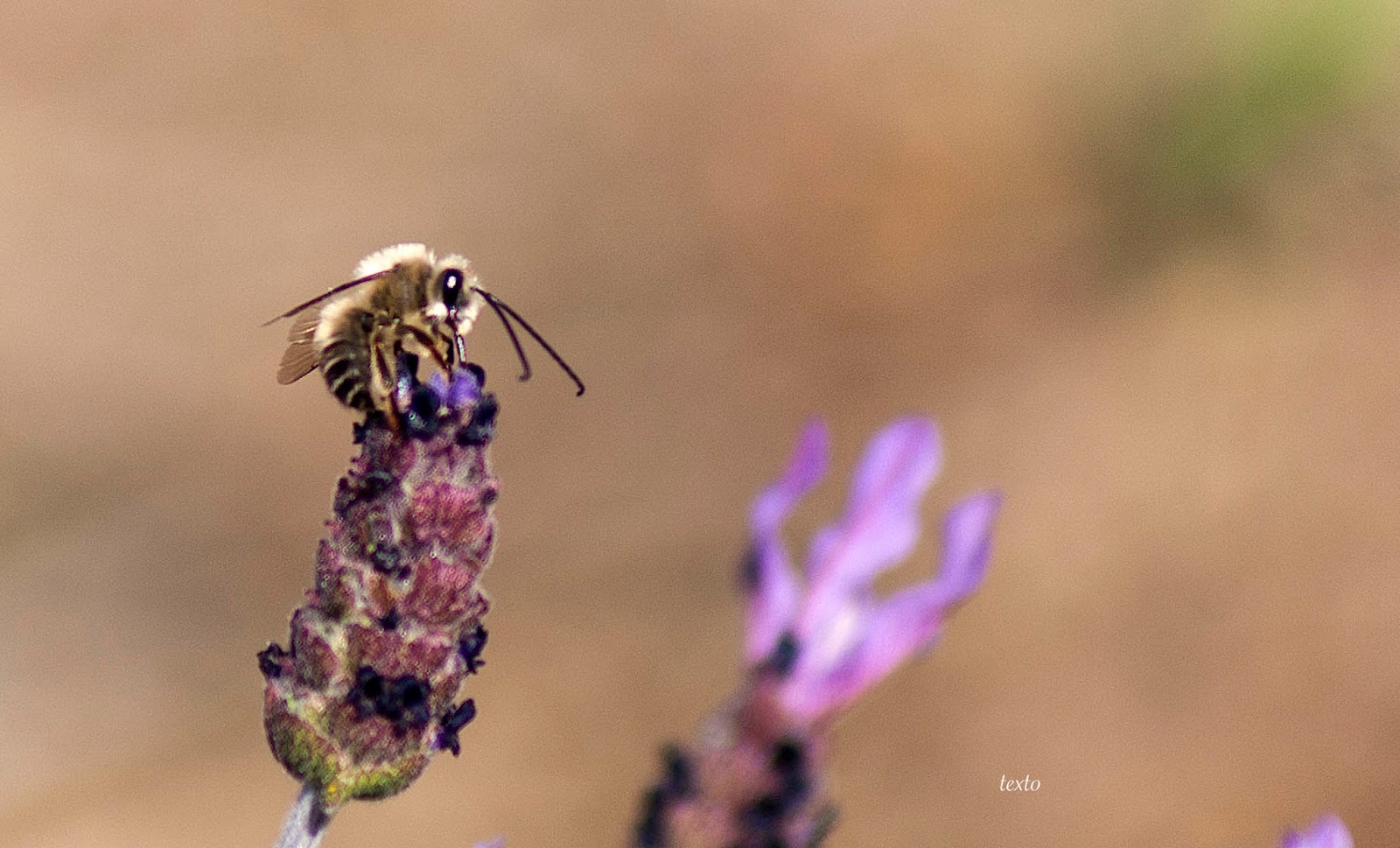 Abejas - Carpintera y de la miel en tomillo o cantueso - 4 fotografías ...