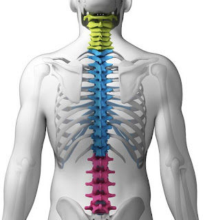 About Spine And Facts About the Human Spine - MallikaSpine