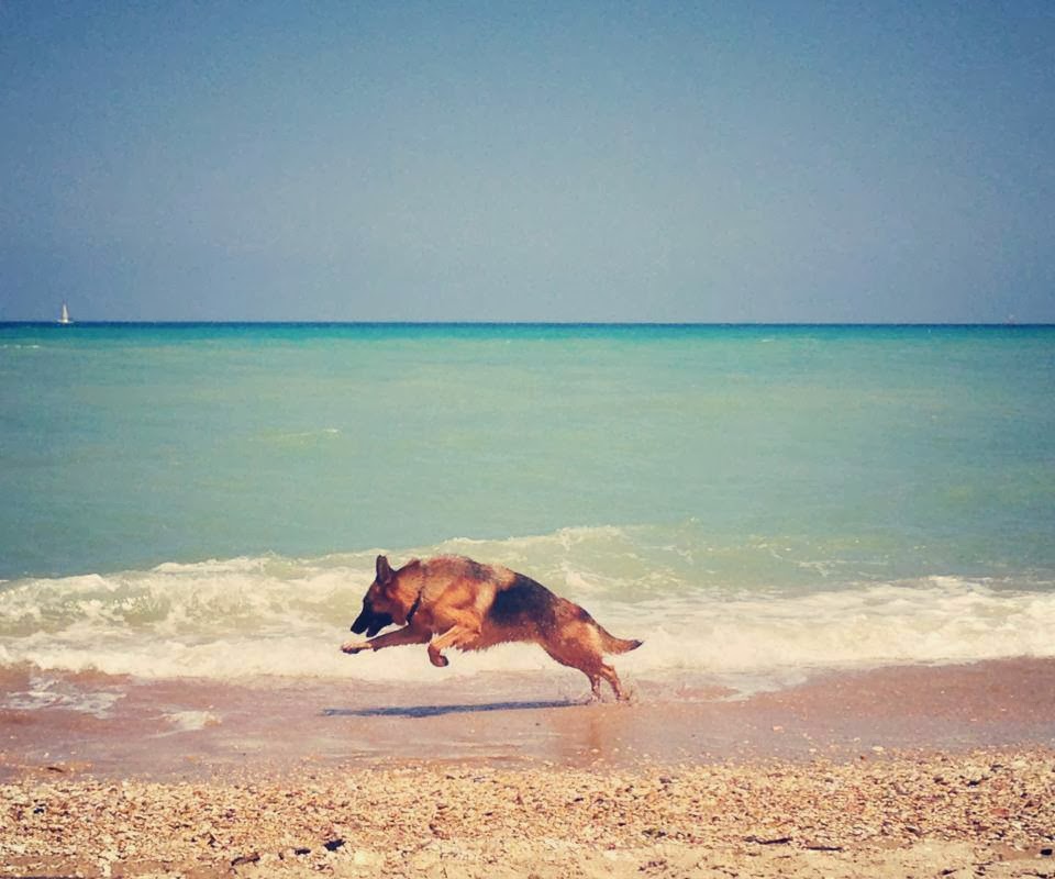 A PLAIN FOR THE DISTANCE: Super-Shepherd at the Beach