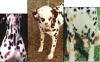 Dálmatas de La blanca Azalea: STANDAR