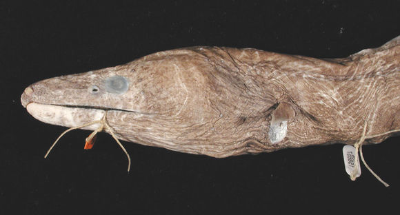 Fishes Images: Arrowtooth eel