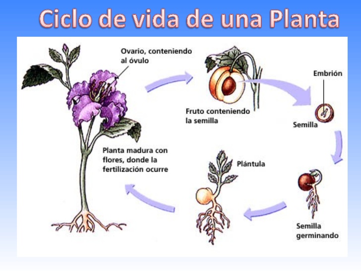 Las Plantas y Su Ciclo de Vida: Las plantas y su ciclo de vida
