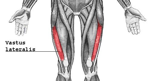 Vastus Lateralis Muscle