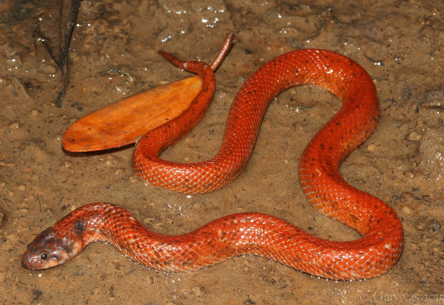 Ular Asli Indonesia: Fordonia leucobalia