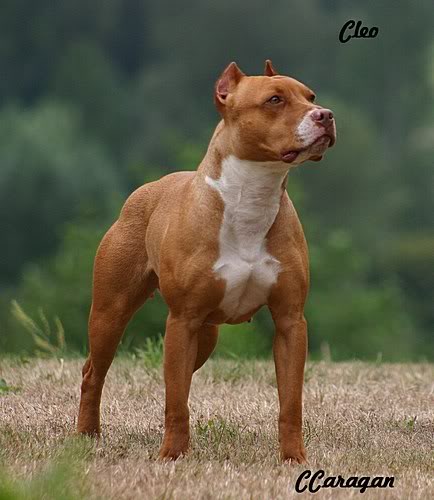 Blog do Pit Bull: Pit Bull: American Pit Bull Terrier - sigla APBT ...