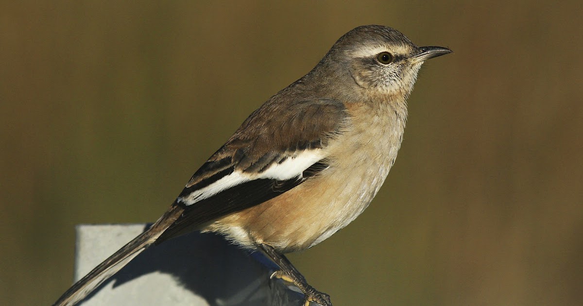Aves de Argentina: Calandria real de la laguna