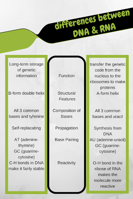 A Story Of Nucleic Acids: DNA versus RNA ! Which one is better