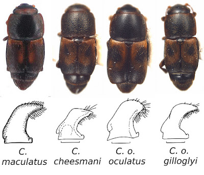 The Praise of Insects: Systematics of South Pacific sap beetles