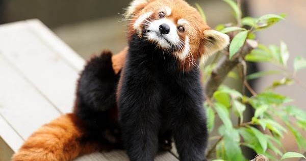 Kafshet ne zhdukje: Panda e kuqe