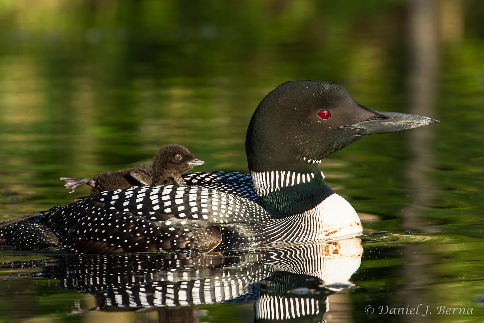 Daniel Berna Photography: Loons with chicks
