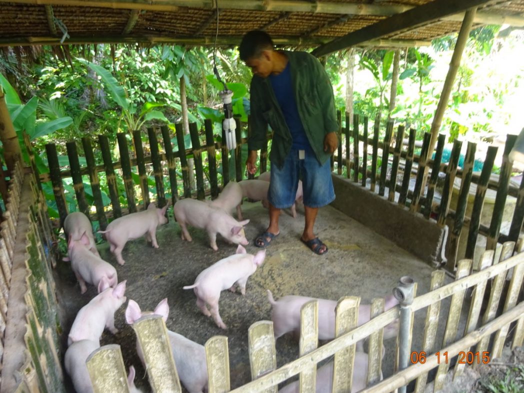 NIGERIA IN THE WORLD VIEW: DEMAND FOR PIGGERY COLONIES