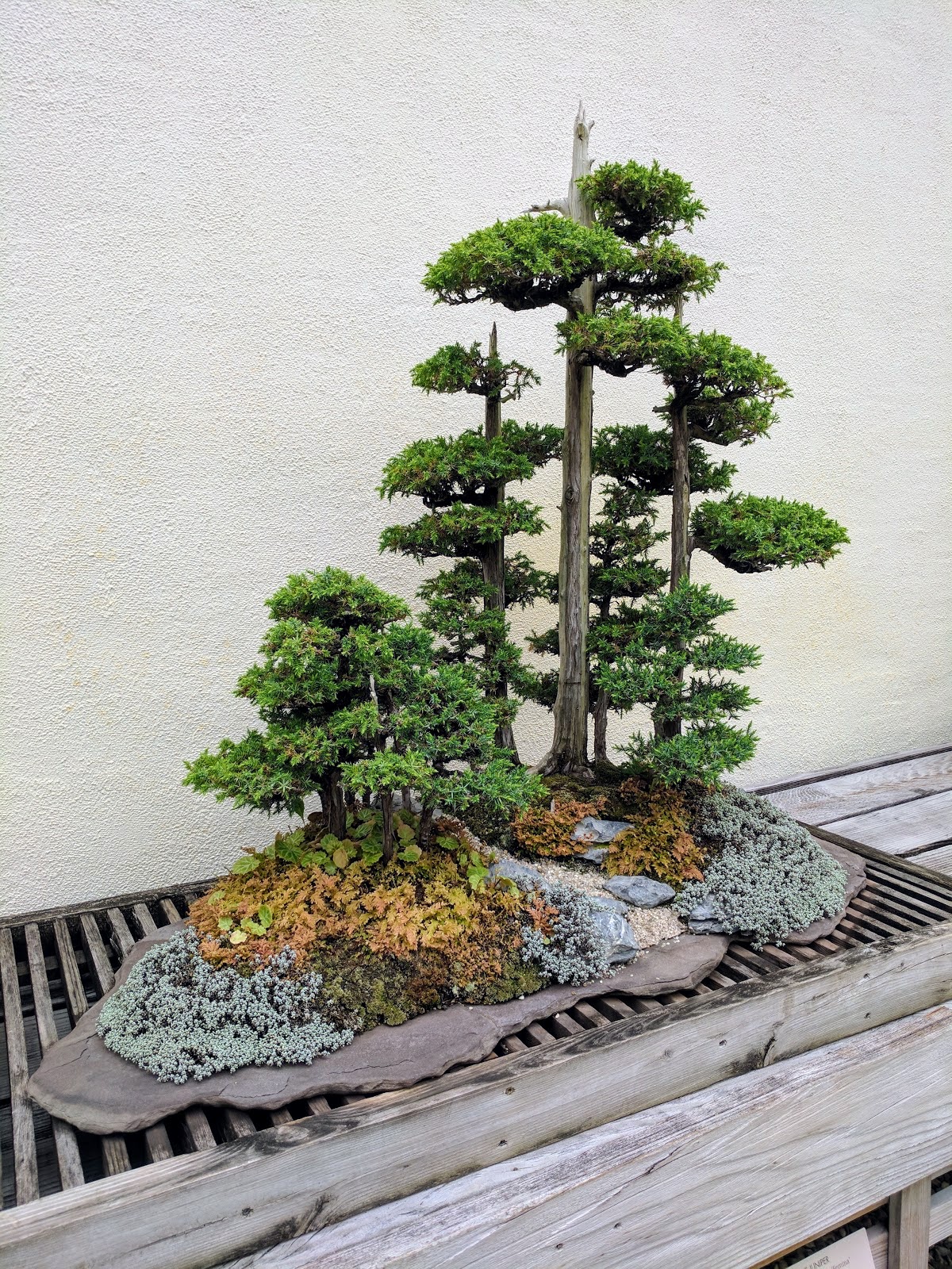 Live free or die: Національний музей бонсаю і пенінг. Вашингтон.Округ ...