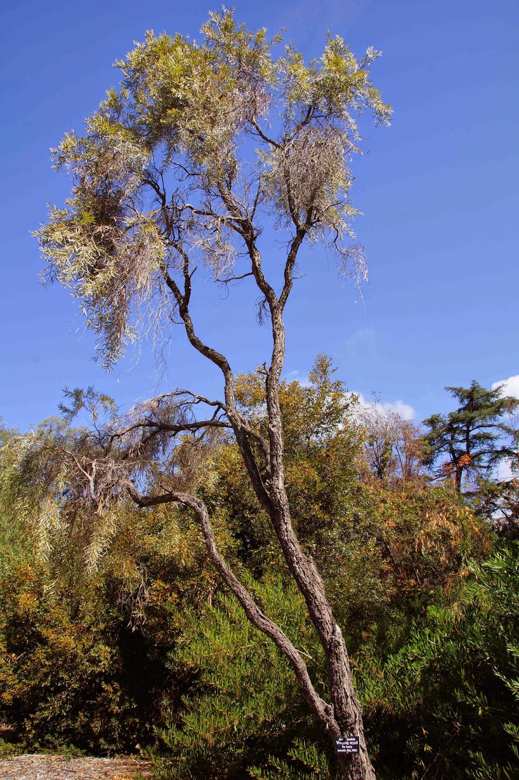 LA Arboretum's Australian Forest