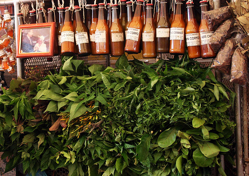 O GÊNIO DA GARRAFADA : MACERADO A FRIO E SEU SUCESSO NA MEDICINA POPULAR