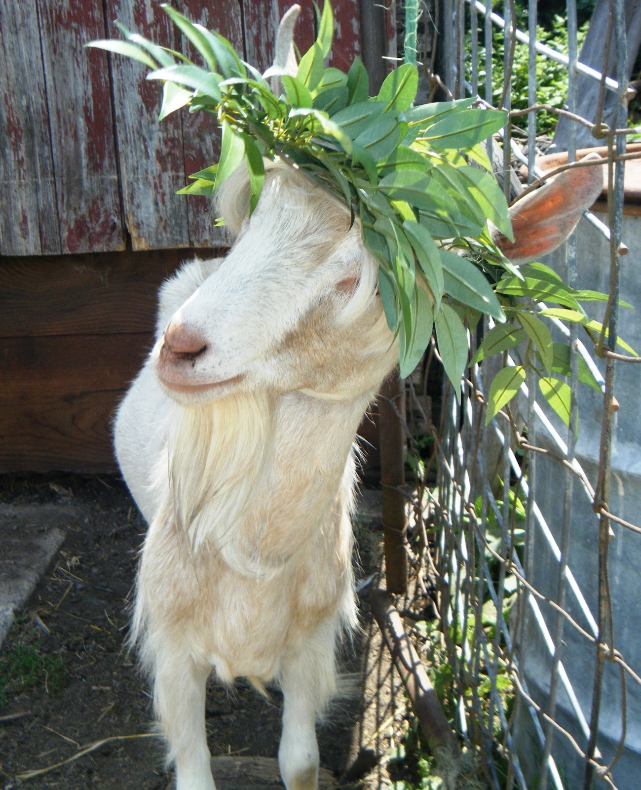 THE GOAT BORROWER: The Great God Kevin: A Lesser Known Greek Myth